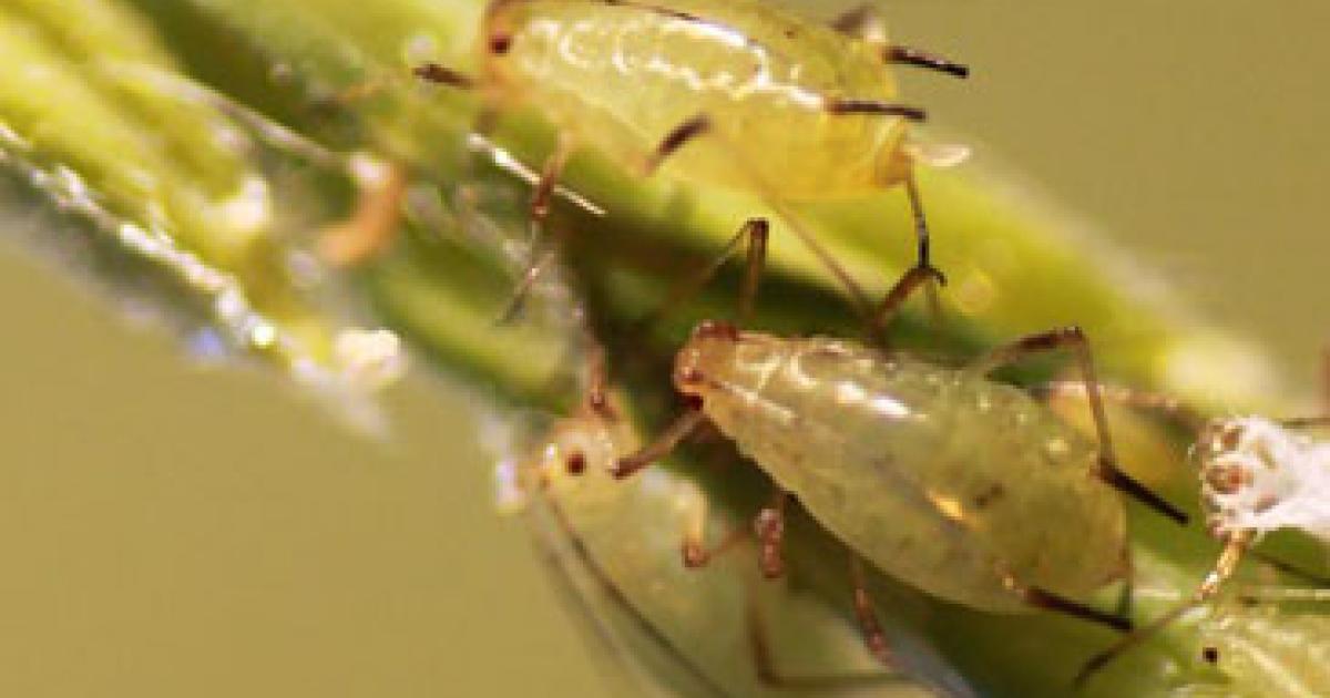 Continue Scouting Wheat for Aphid Populations