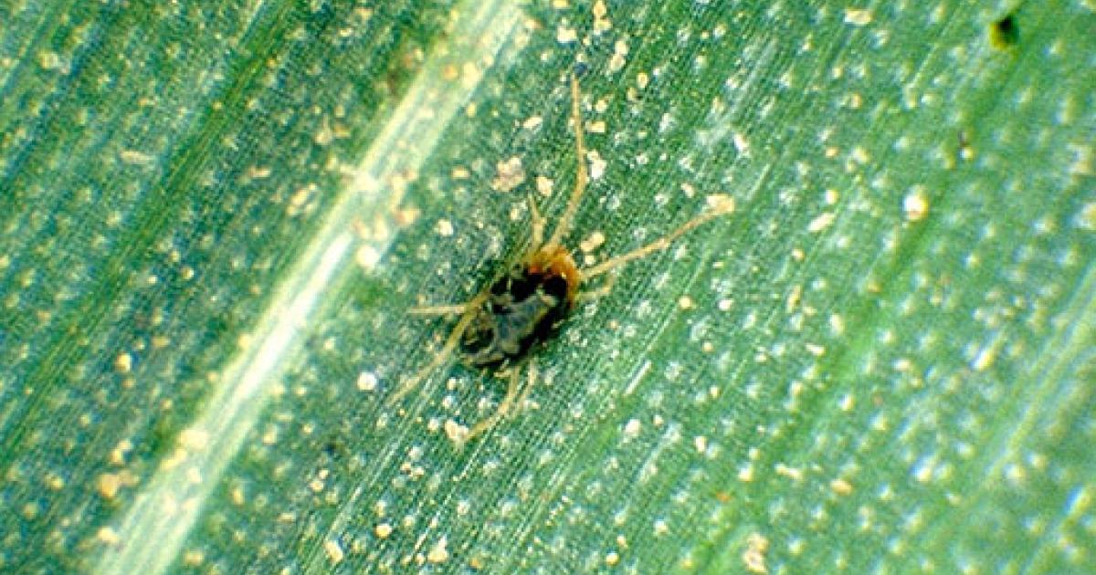 Scouting Winter Wheat for Mite Pests