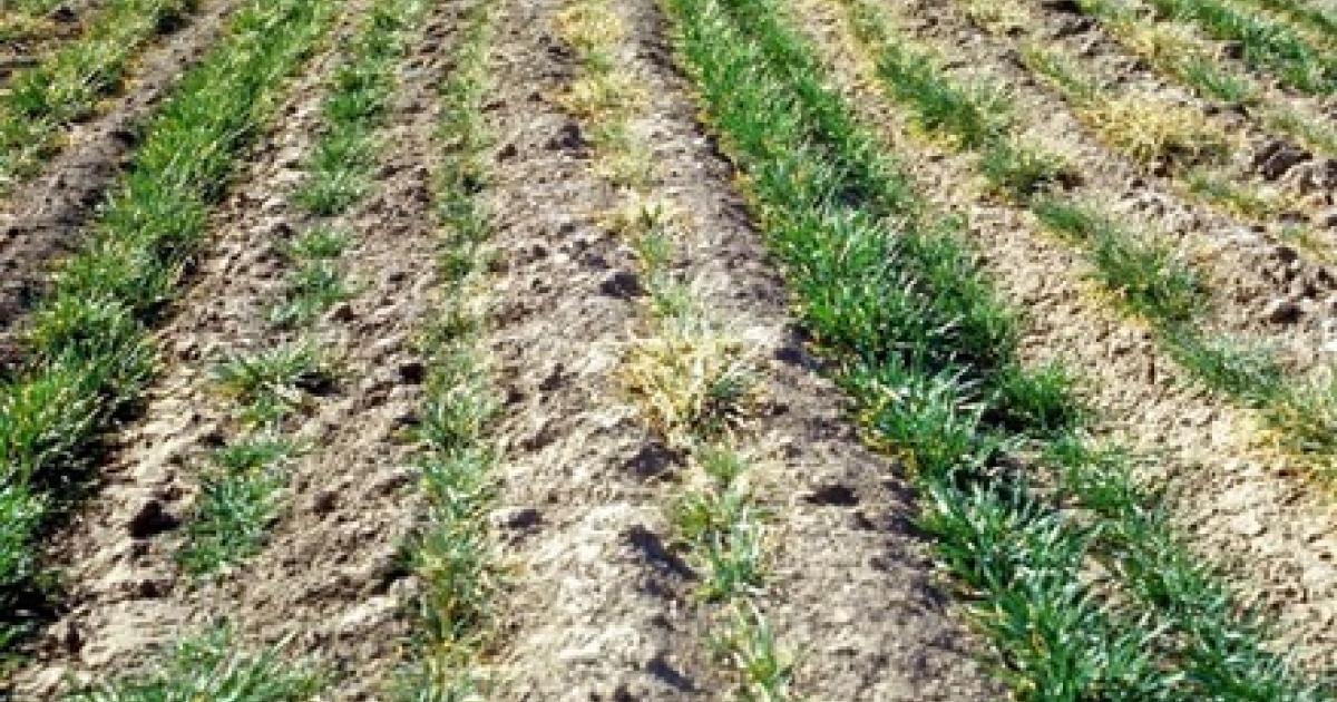 Brown Wheat Mite Affecting South Dakota Wheat