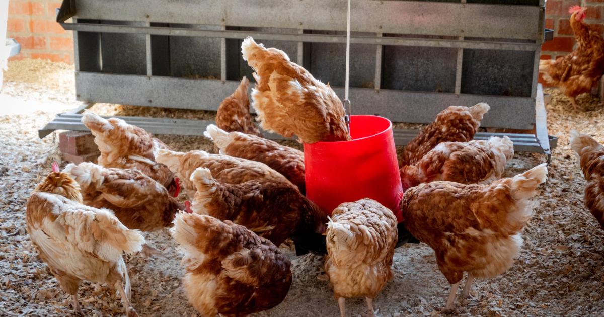 Tips for Feeding Poultry Wisely