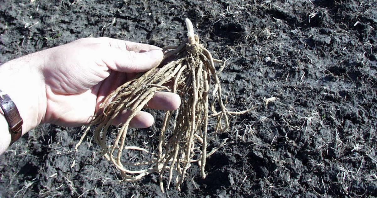 How to Plant Bare-Root Perennials