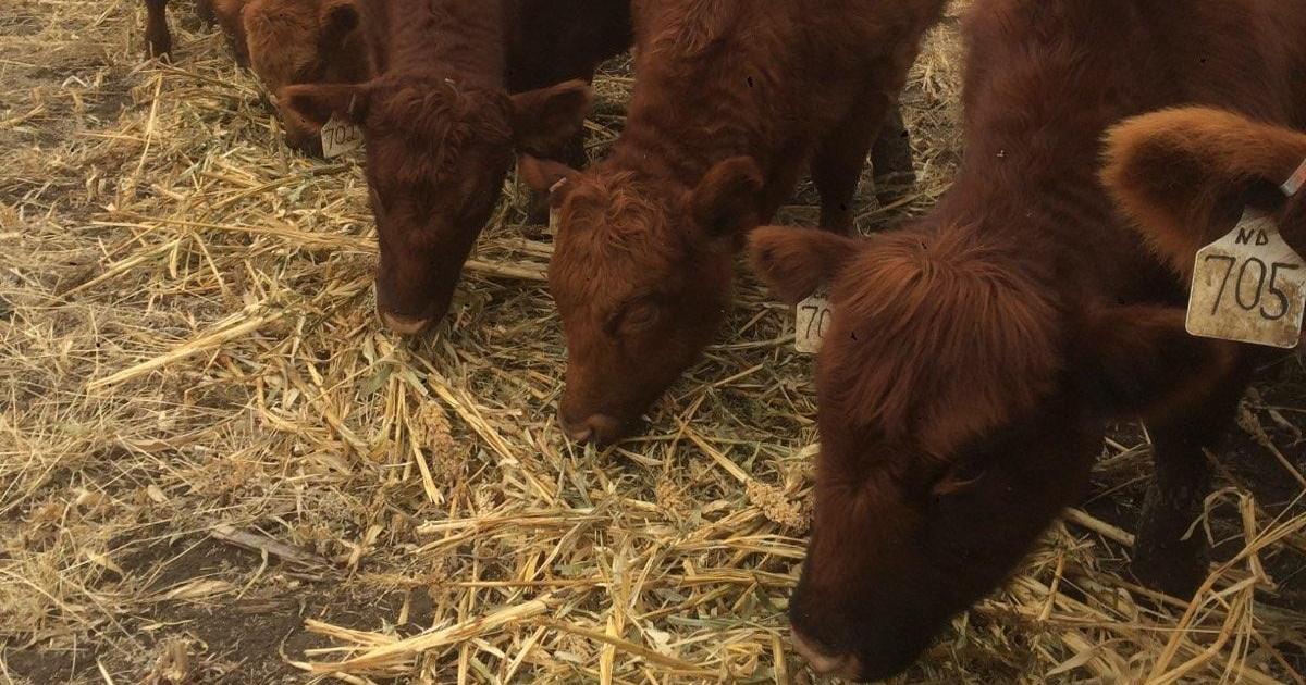 Targeted Feeding for Heifer Development