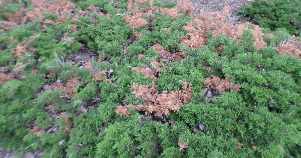 Vole Damage to Junipers & Small Trees