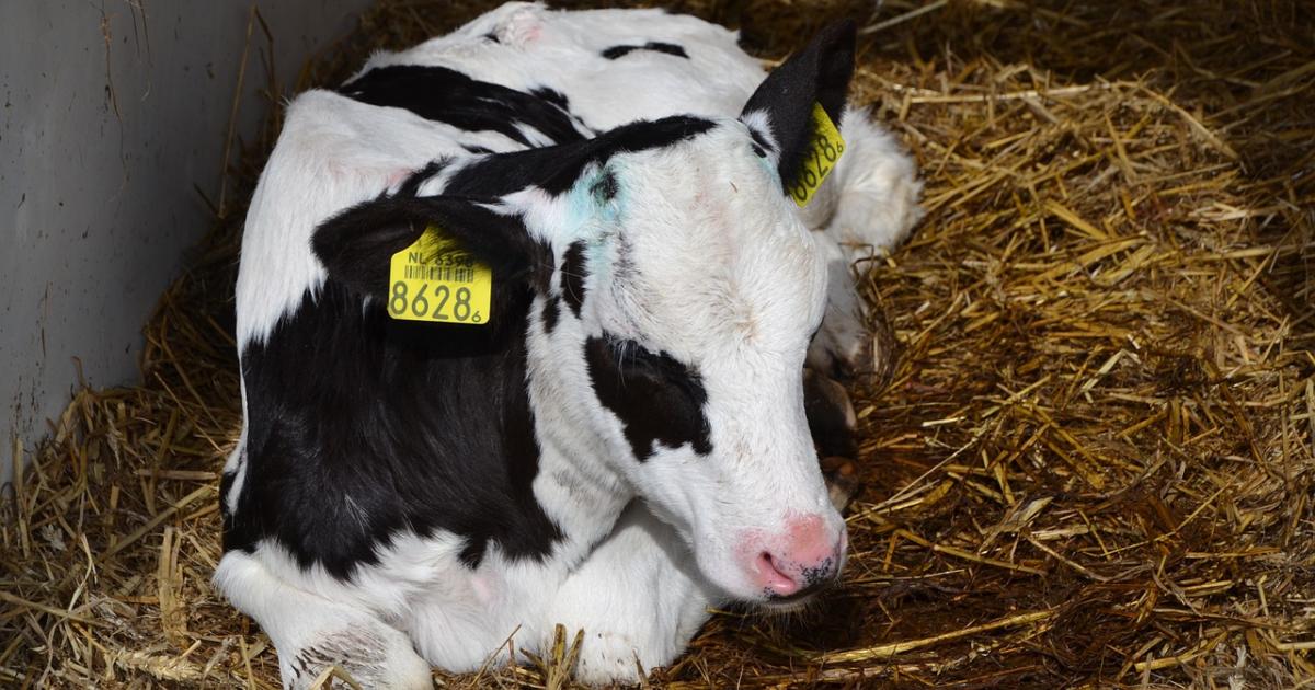 How To Get Rid Of Cows Ringworm - All About Cow Photos