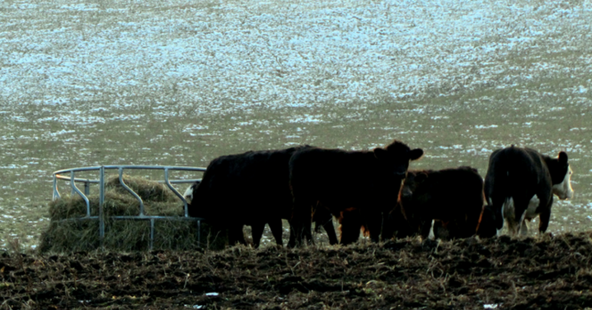 Keep Watch of Young Cows During Calving