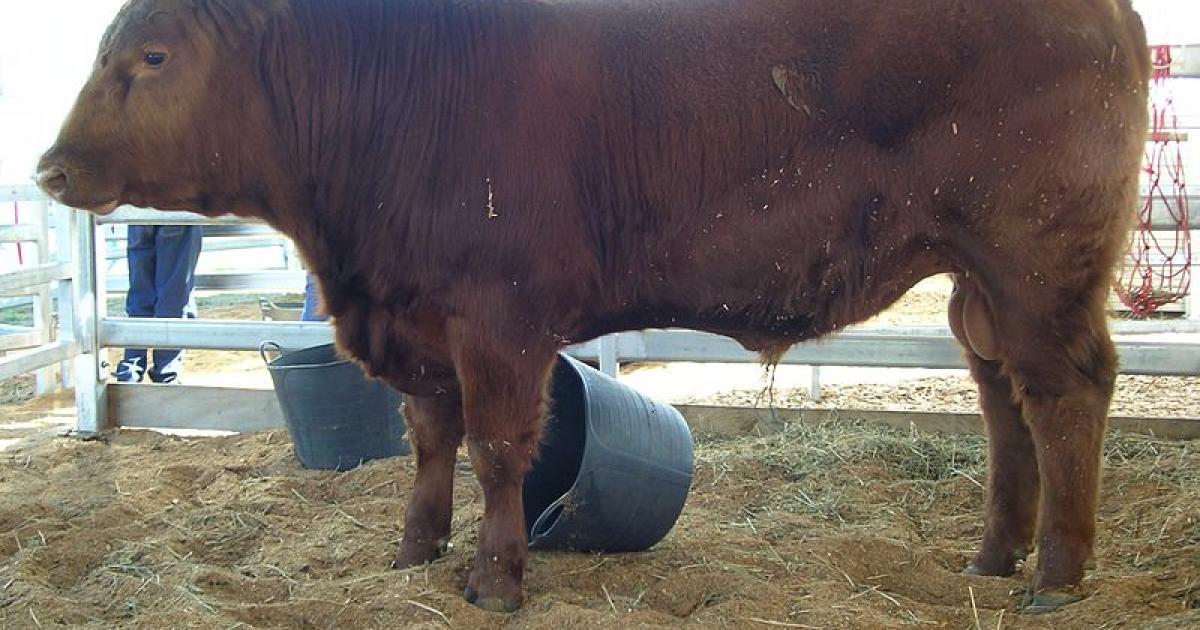Managing Your Bull’s Fertility