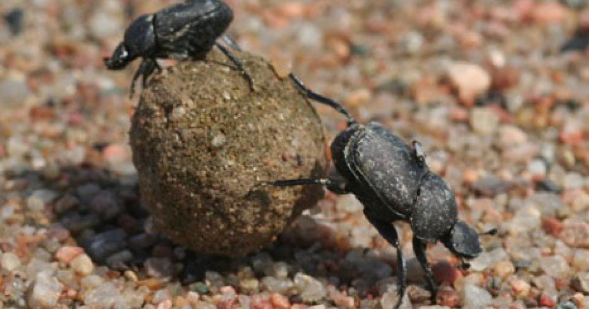 Dung Beetle Range Scarab Facts: BEETLES Of The SCARABAEIDAE Family