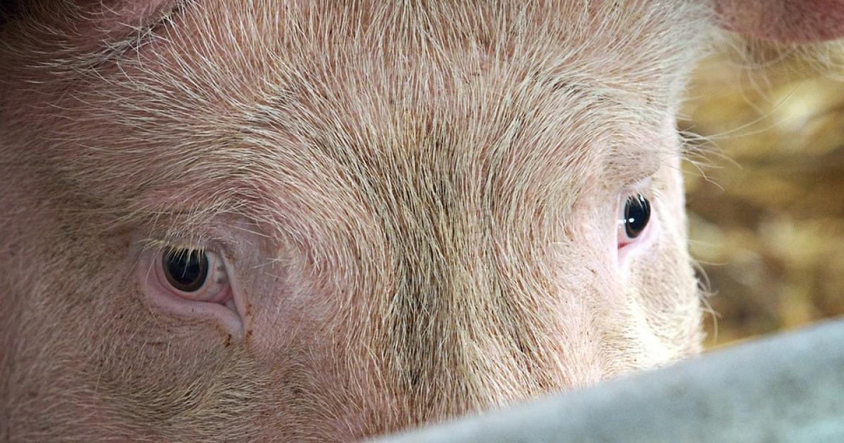 Swine Respiratory Health: Detecting Multiple Viruses