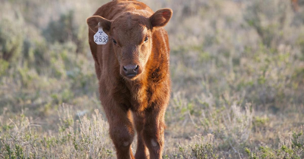 Managing Light-Weight Calves