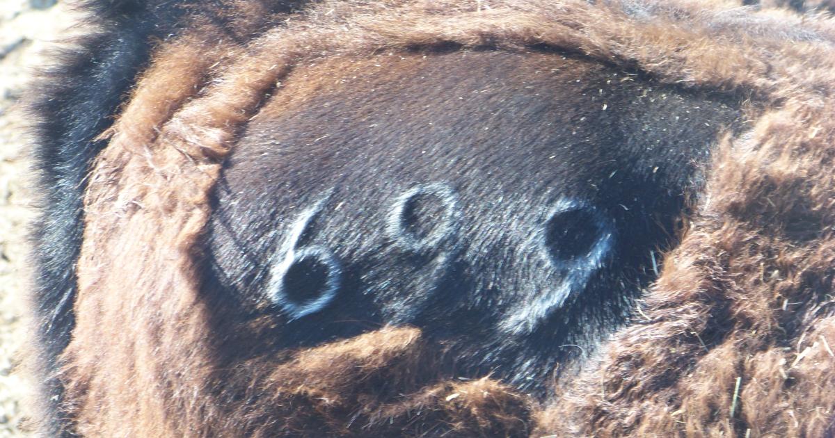Freeze Branding Cattle