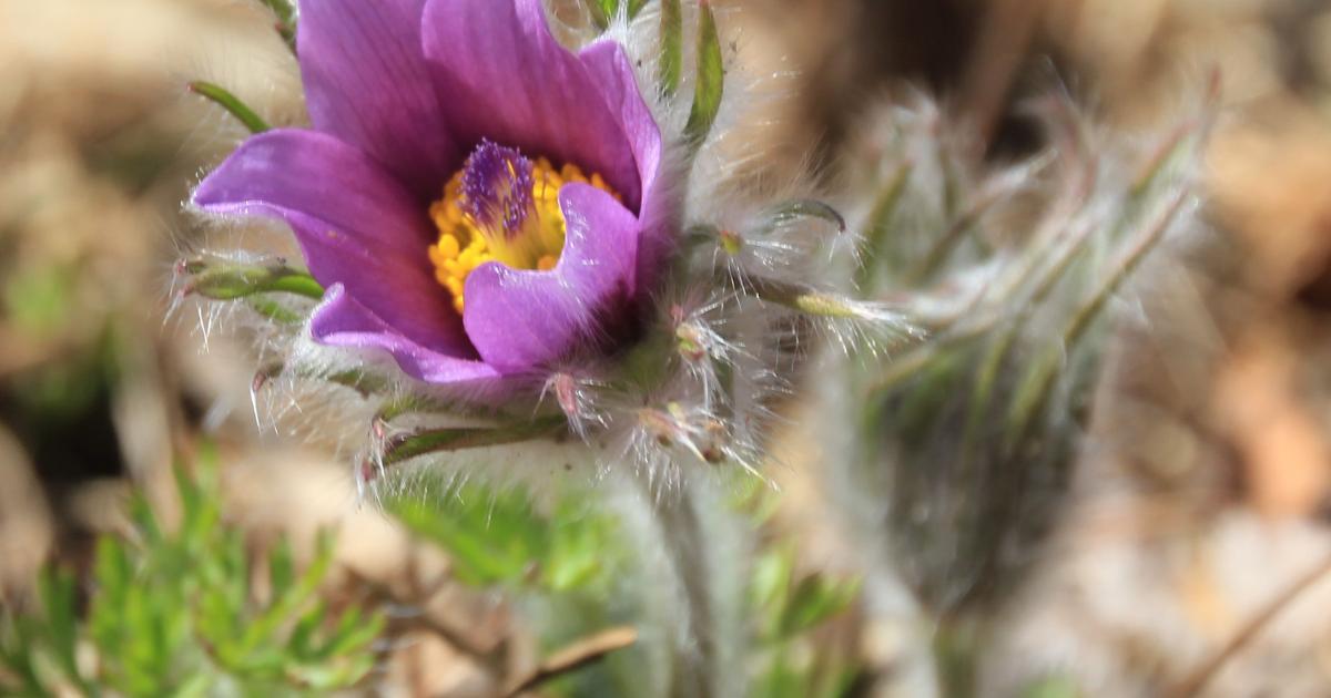 Common Flowering Plants (Forbs) of South Dakota