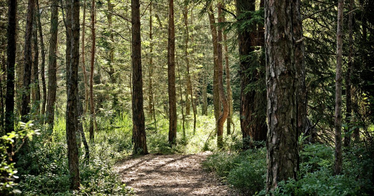 4-H Forestry Project