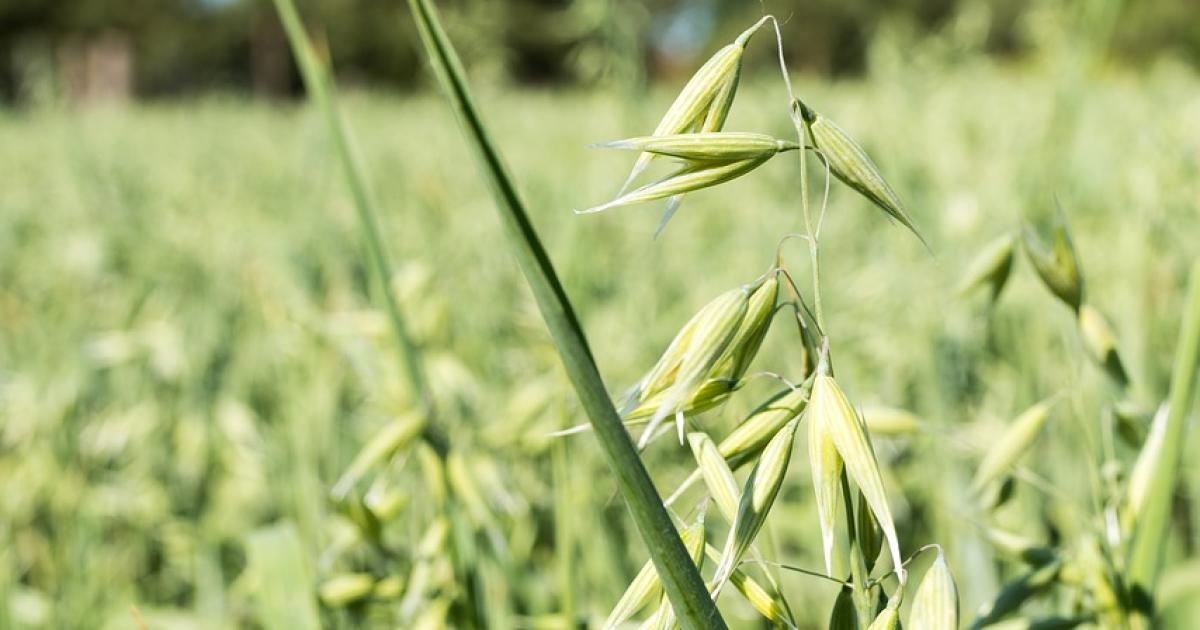 Plant Growth Regulator Reduces Height, Lodging in Oats