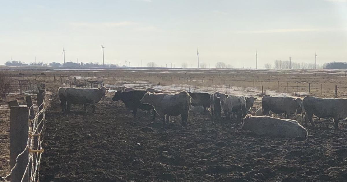 Mud Reduces Beef Cow Performance