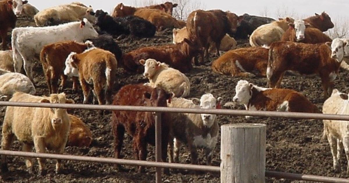 Mud and Lameness in Beef Cattle