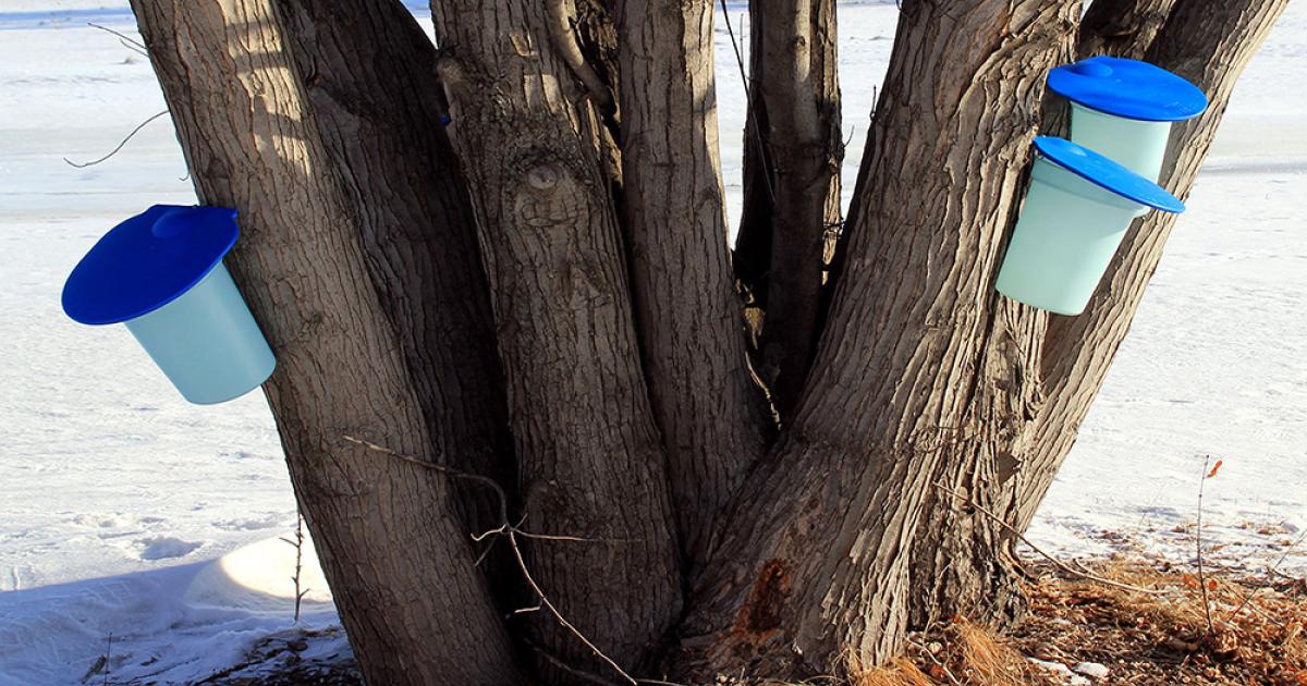 Tapping Maples for Sap