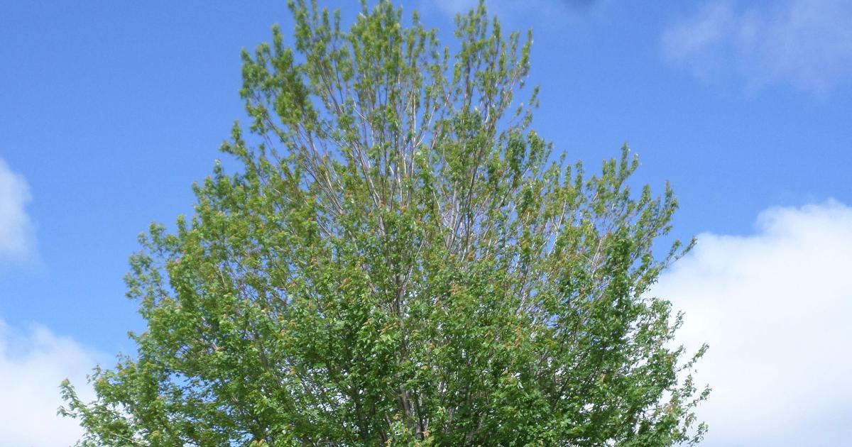 Maple Trees Looking Thin at This Time