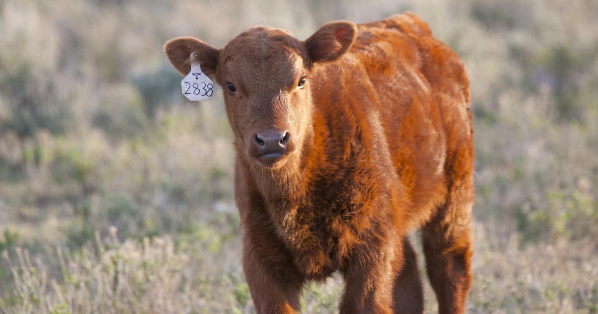 Fall Calving Cows: Management and Breeding Decisions