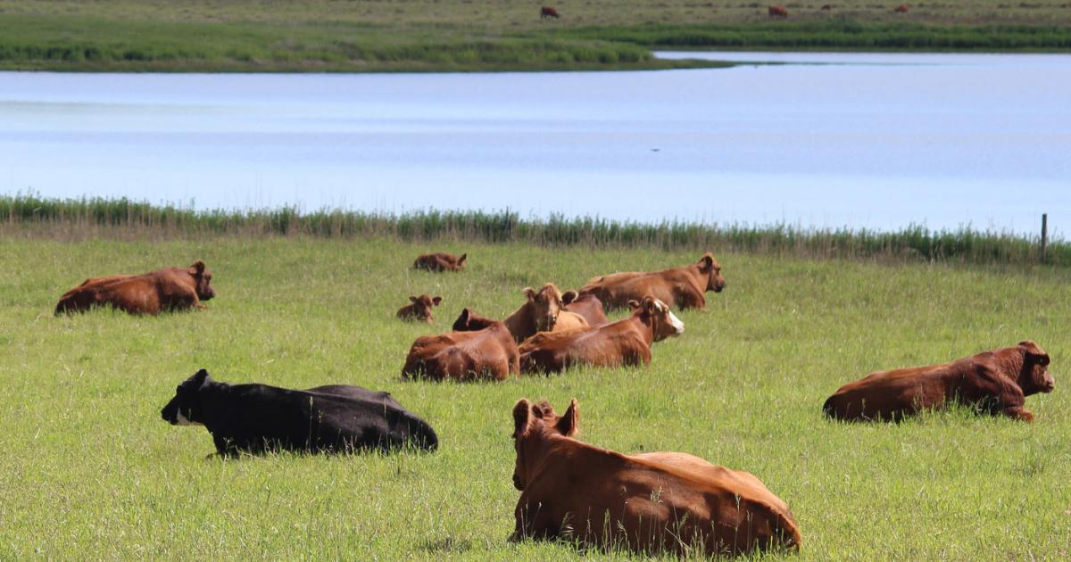Parasite Control for Cow Calf Operations