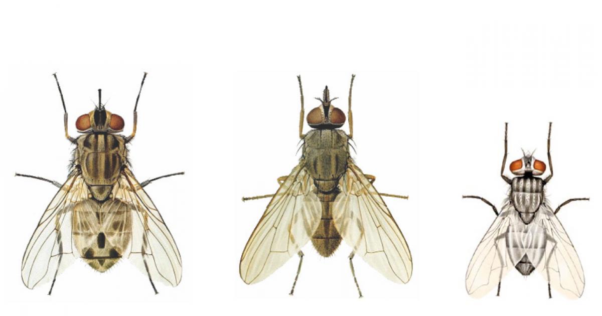 Fly Control Considerations for Cattle on Pasture