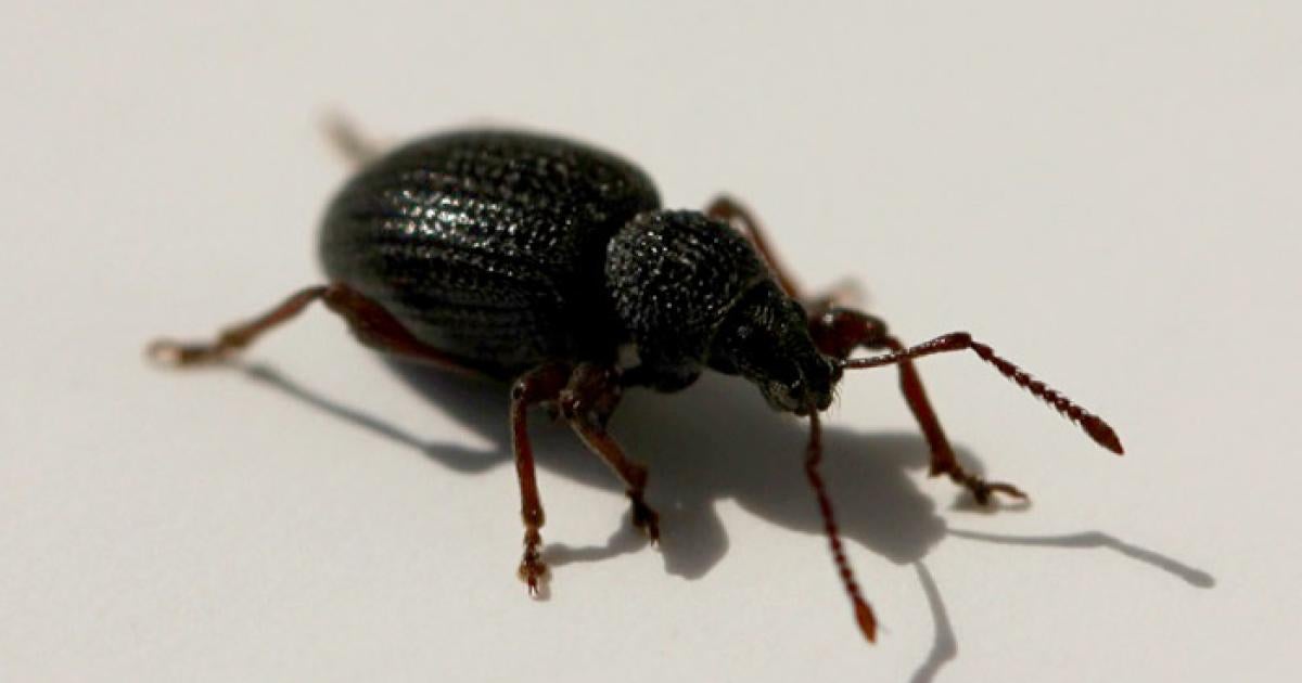 Root Weevils & Imported Longhorned Weevils Finding Their Way Inside