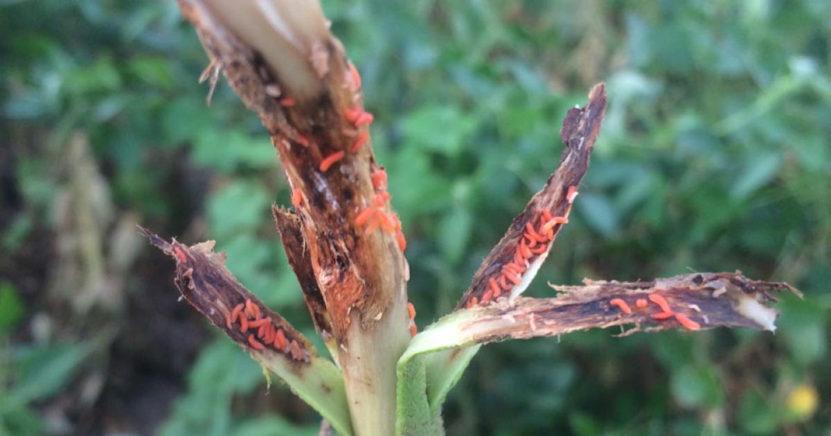 Soybean Gall Midge: What We Know So Far