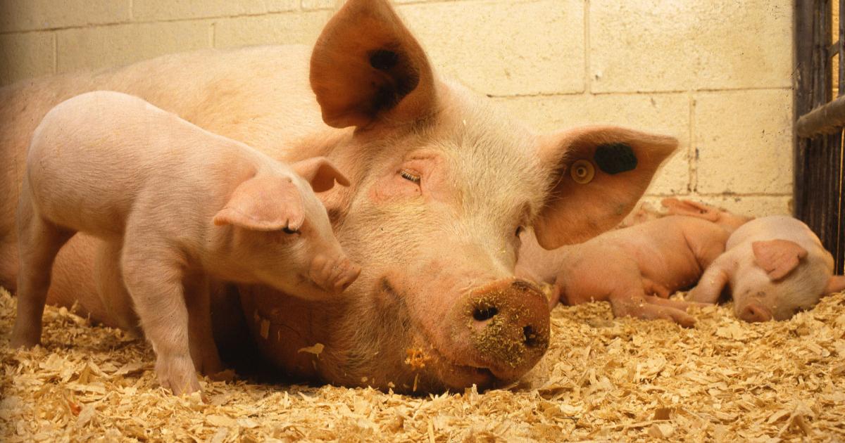 Next-Level Precision Sow Feeding Next-Level Precision Sow Feeding