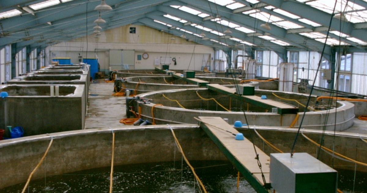 Selling Fish at a Farmers Market in South Dakota
