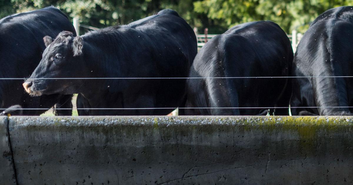 Feedlot Pen Maintenance Allows Cattle to Walk Easier