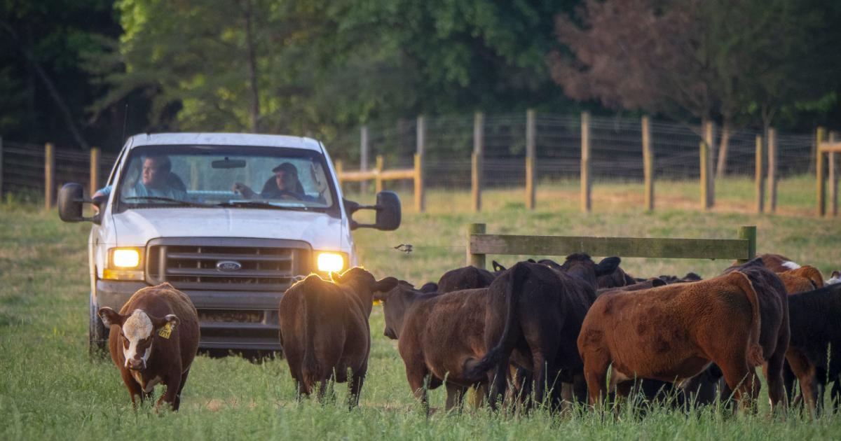 Managing Stress To Reduce Early Embryonic Loss In Beef Cattle
