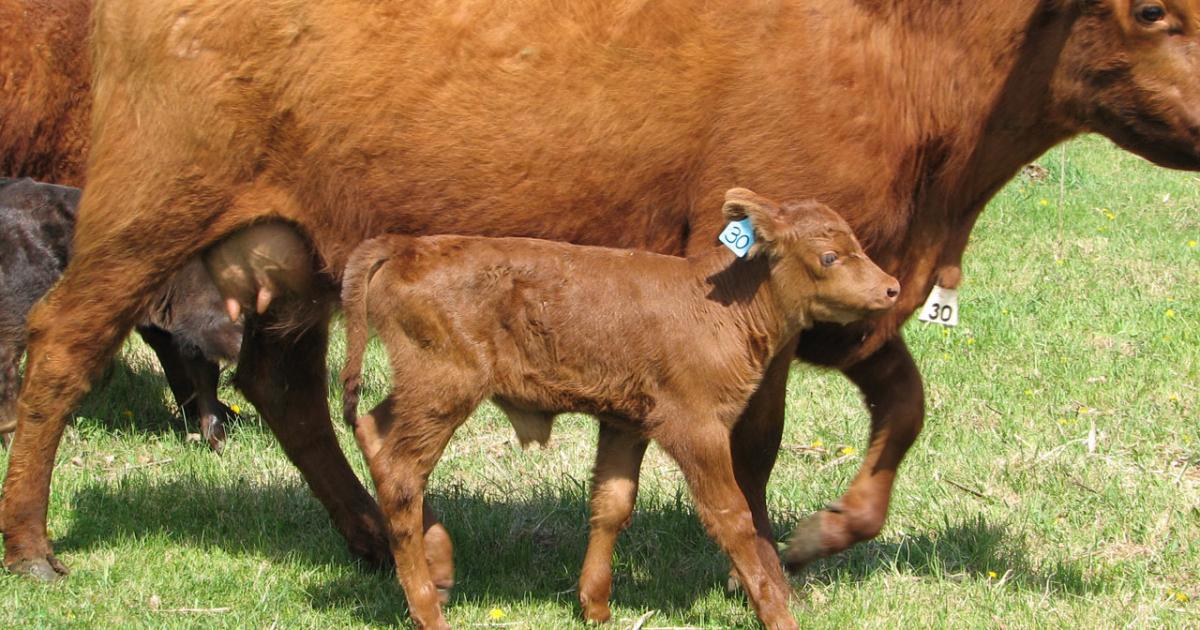 Effects of Shipping and Heat Stress on Embryonic Mortality in Cattle