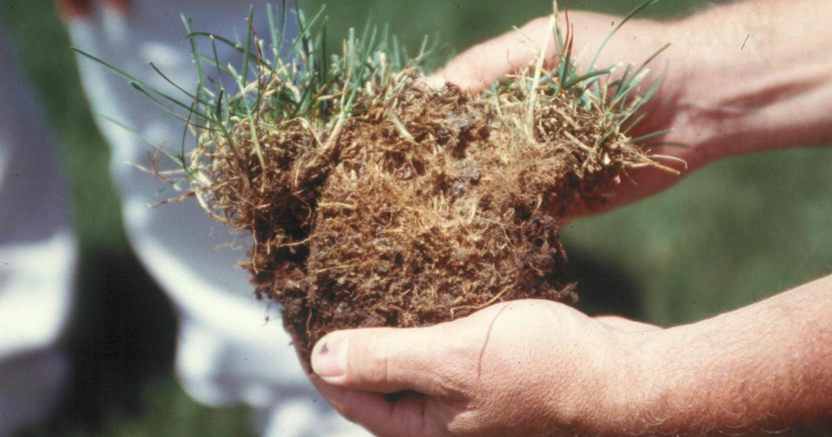 Understanding Thatch in Turf