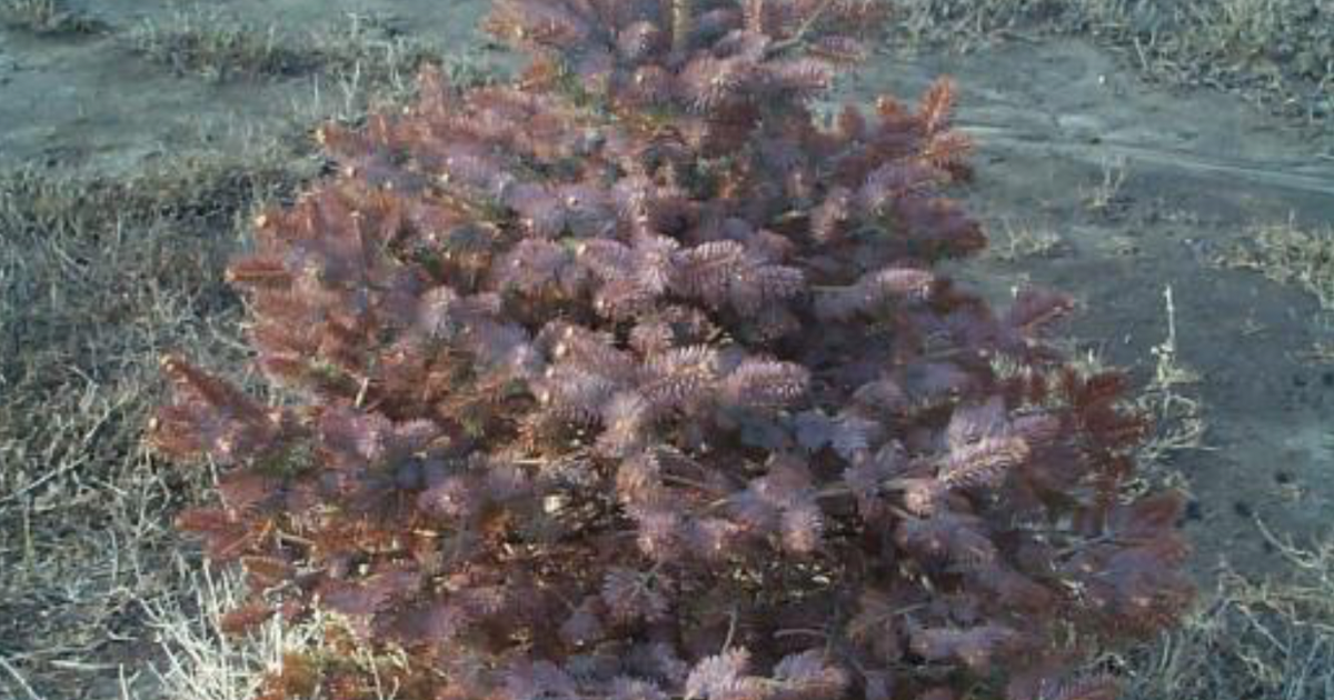 Weeds Around Spruce Seedlings?