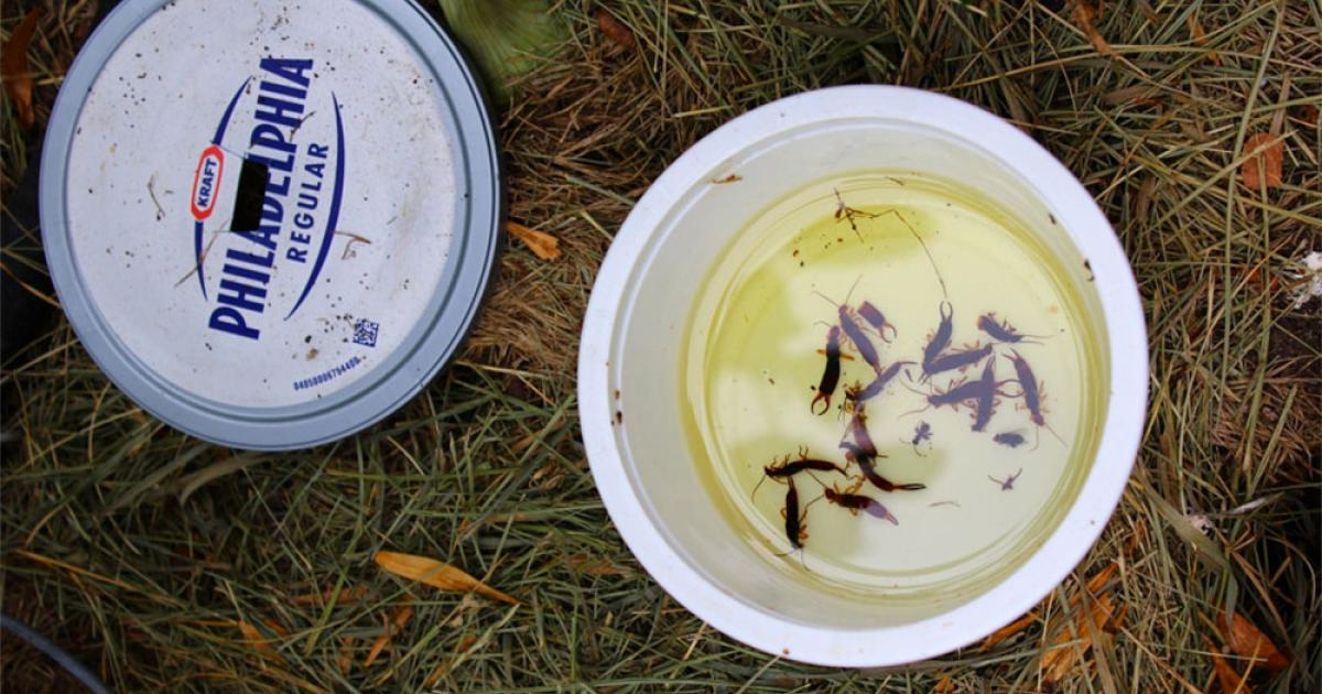 Earwigs In The Garden Less Toxic Control Alternative