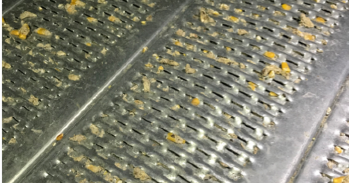 Stored Grain Pests: Spring Insect and Disease Issues