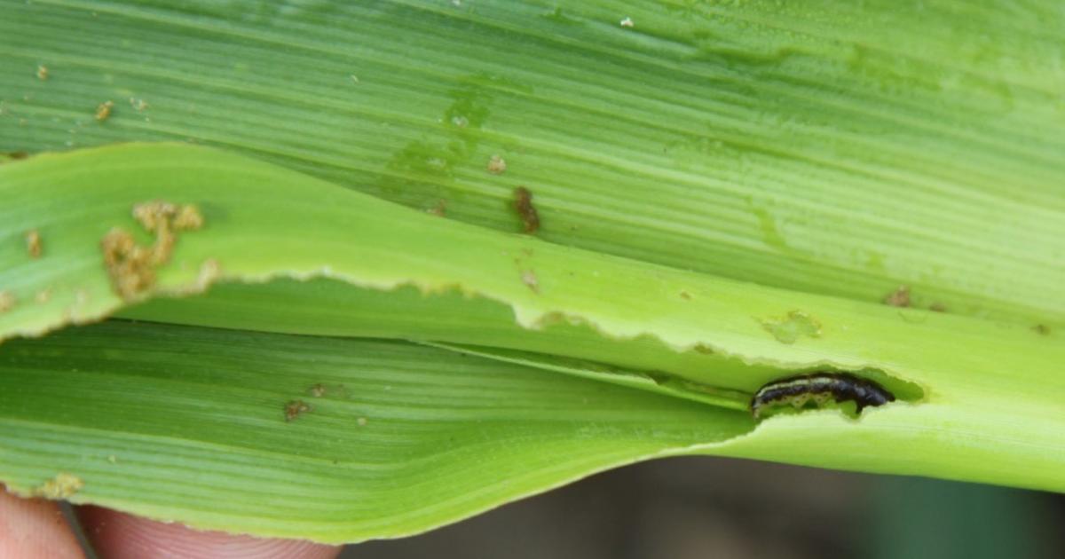Common Stalk Borer Activity Update: June 6, 2019