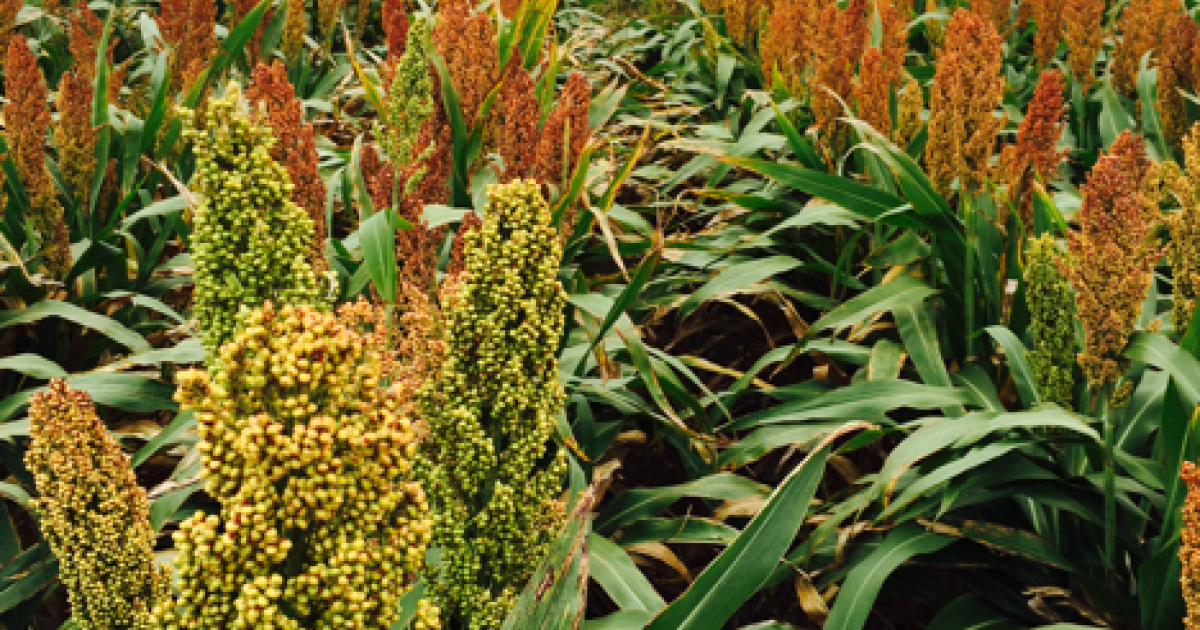 Determining Sorghum Seeding Rate