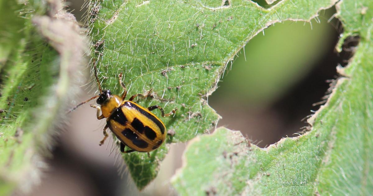 Watch for Bean Leaf Beetles