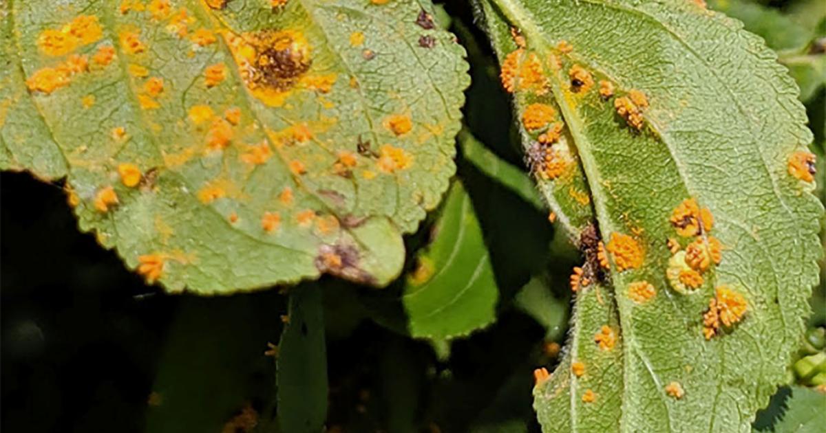 Oats Crown Rust Inoculum Abundant This Year