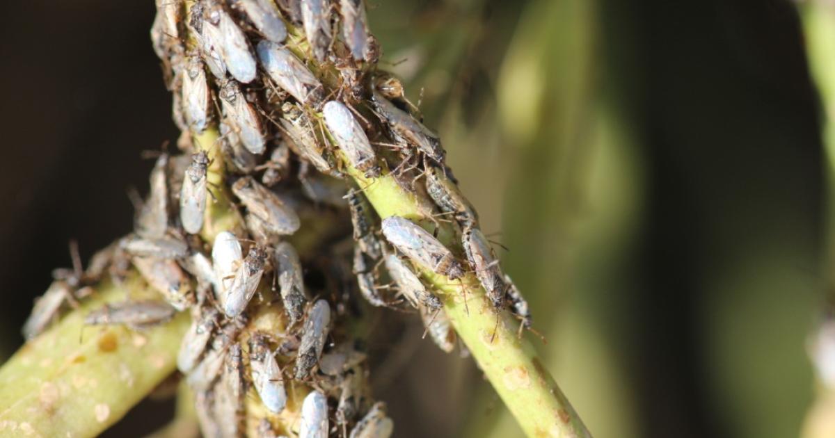 False Chinch Bugs in the Garden