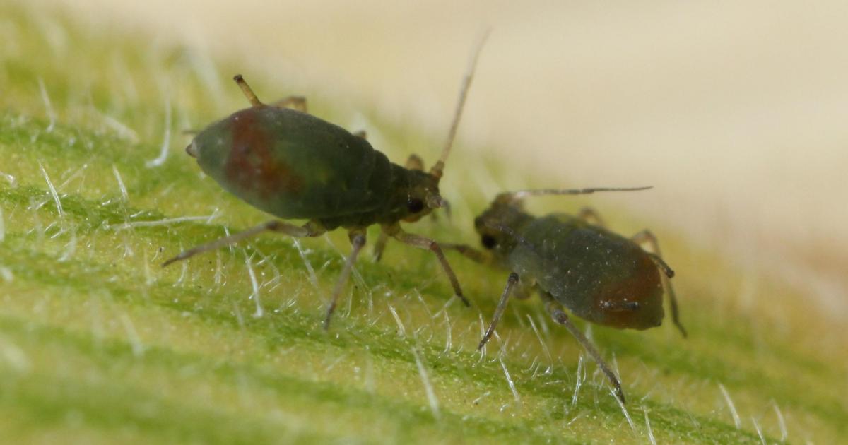 Aphid Populations Being Observed in Wheat