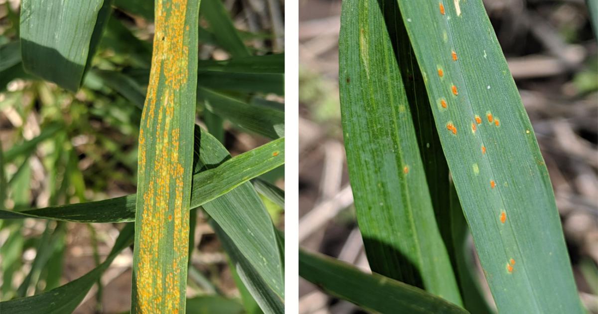 Stripe Rust and Leaf Rust Developing in Winter Wheat