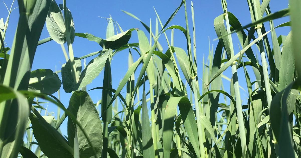 Buying or Selling Oats for a Cover Crop? Be Sure to Follow the Rules