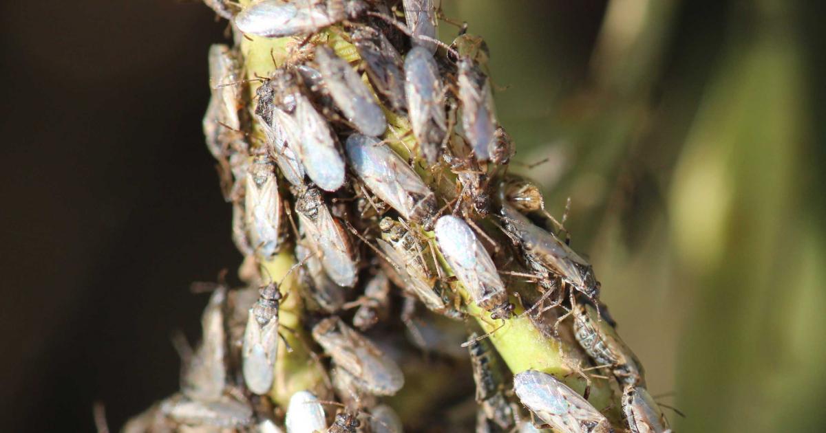Monitor Canola Fields for False Chinch Bug Activity
