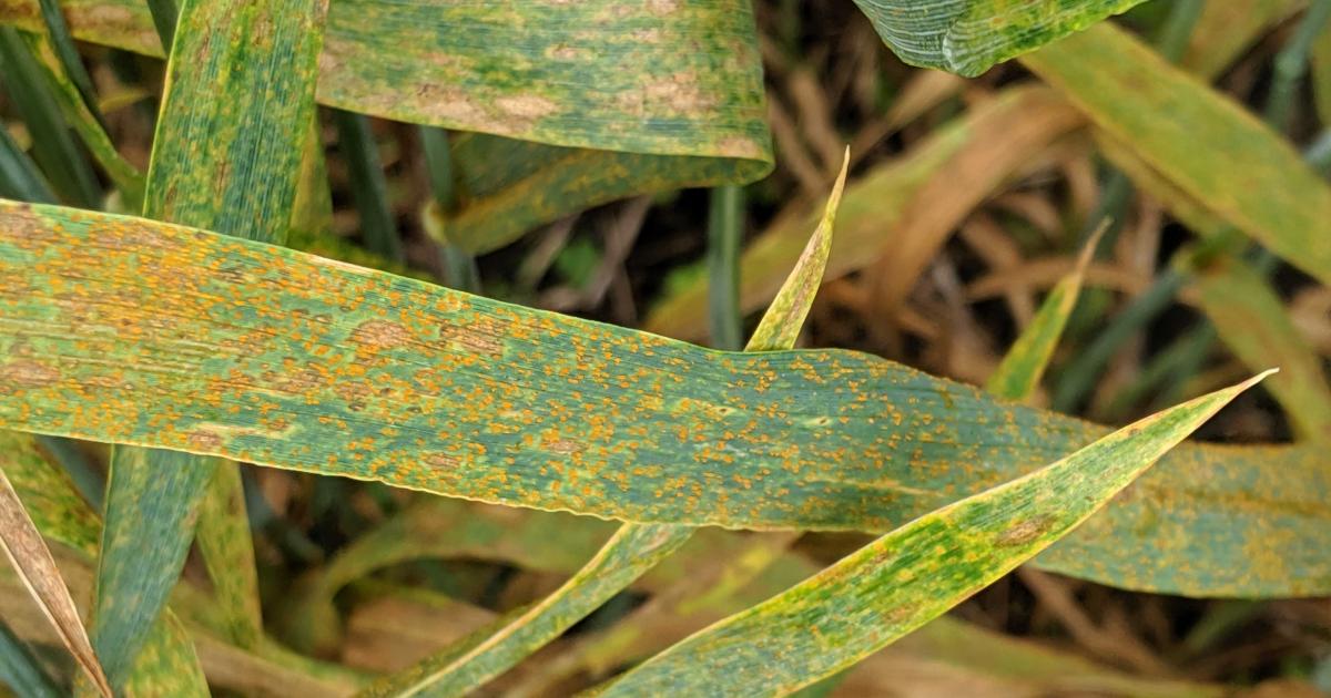 Diseases in Winter Wheat Imply High Inoculum for Spring Wheat