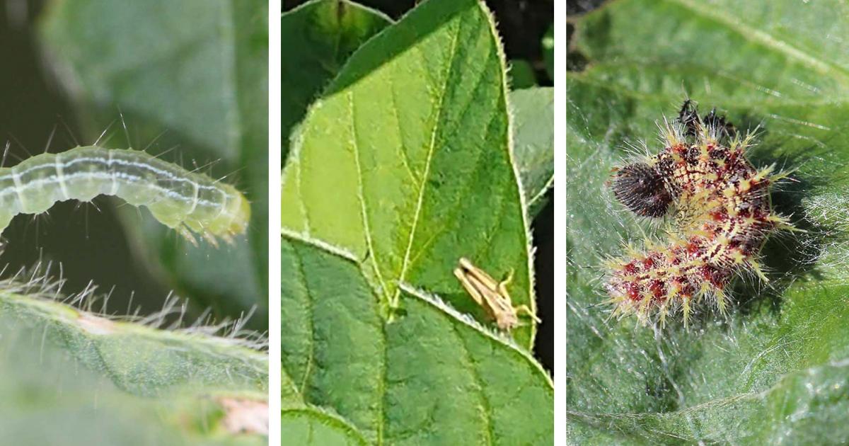 Monitor Soybean for Defoliating Insects