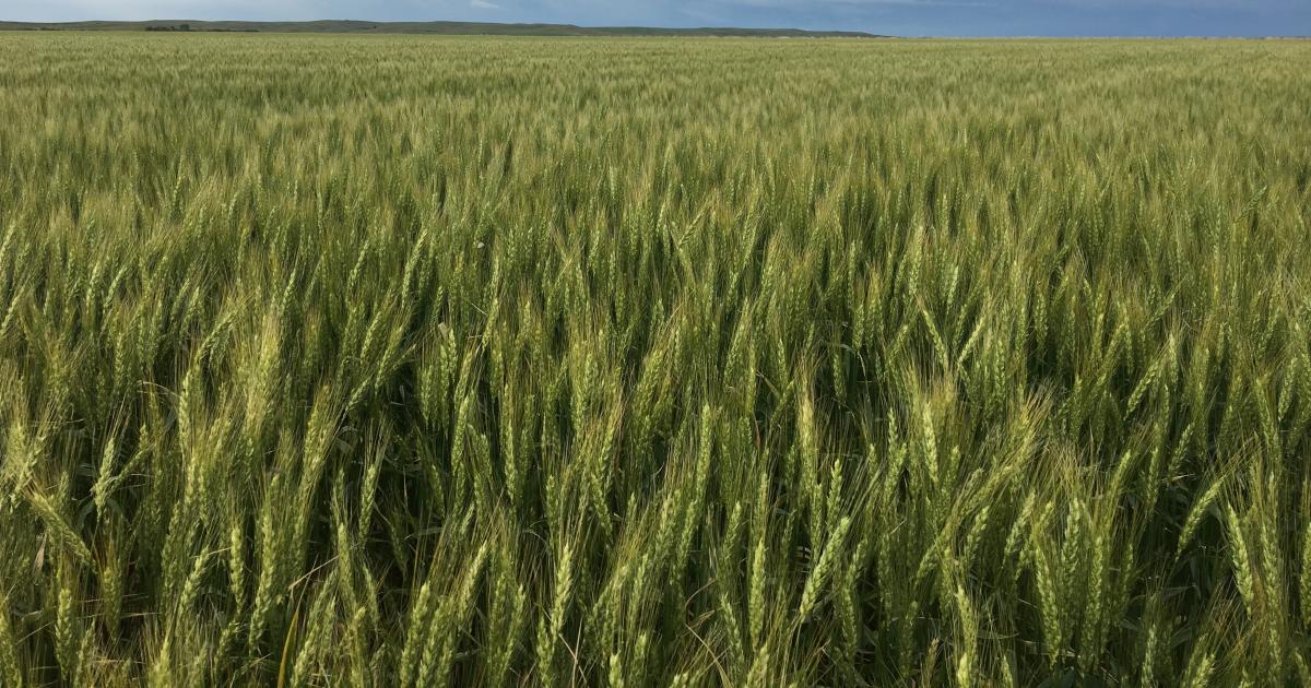 Small Grain Pre-Harvest Options