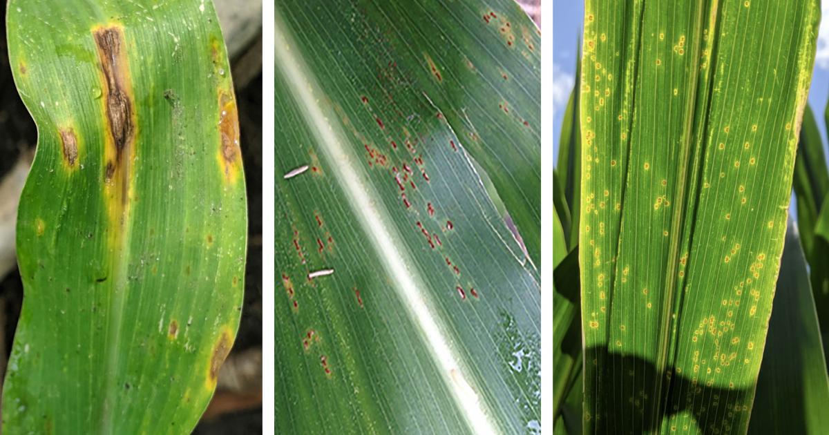 Is a Fungicide Needed for Developing Corn Diseases?