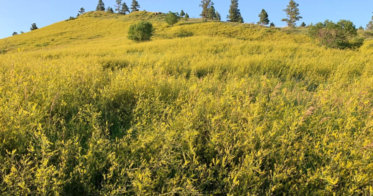 Yellow Sweet Clover: Information and Management
