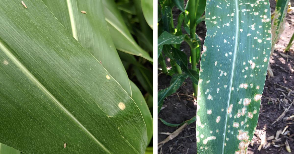 Holcus Spot or Plant Injury?